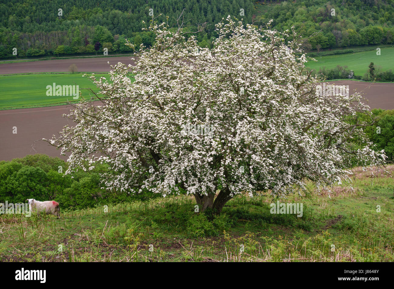 Hawthorn tree (crataegus monogyna), also known as May or whitethorn, in ...