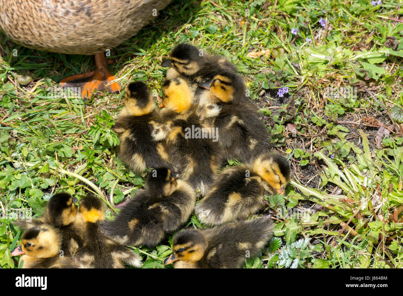 Duck with chicks in spring in Holland Stock Photo - Alamy