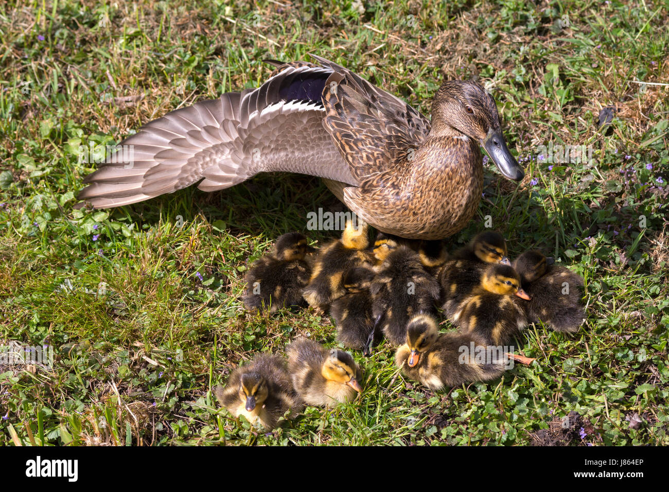 Duck with chicks in spring in Holland Stock Photo - Alamy