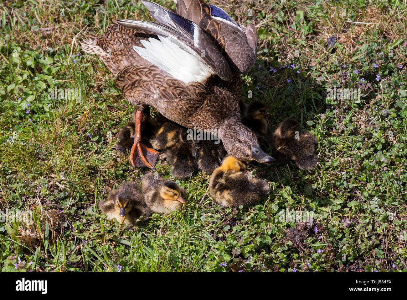 Duck with chicks in spring in Holland Stock Photo - Alamy