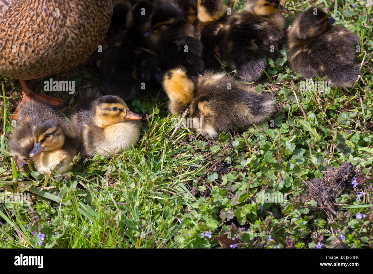 Duck with chicks in spring in Holland Stock Photo - Alamy