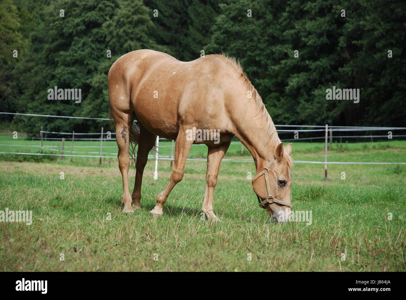 horse harmony graze horse skin harmony fox waist belt graze harmonious ...