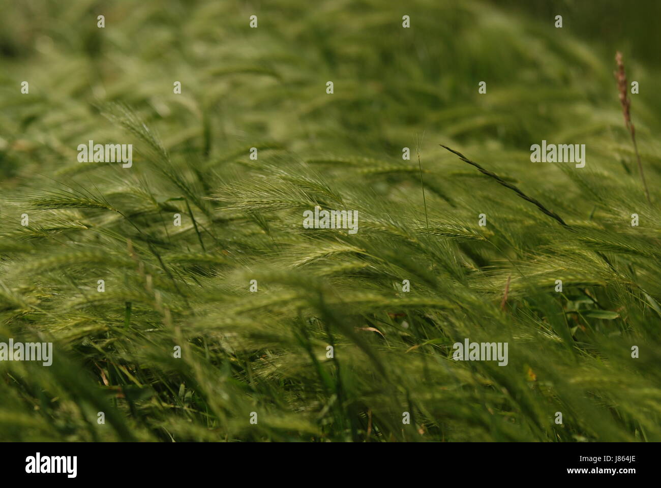 grasses spring sperm propagation meadow grass lawn green green grain ...