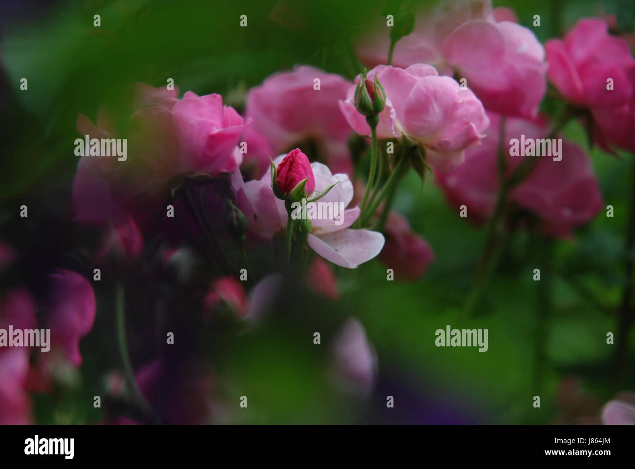 flower rose plant bloom blossom flourish flourishing thorns bush rose ...