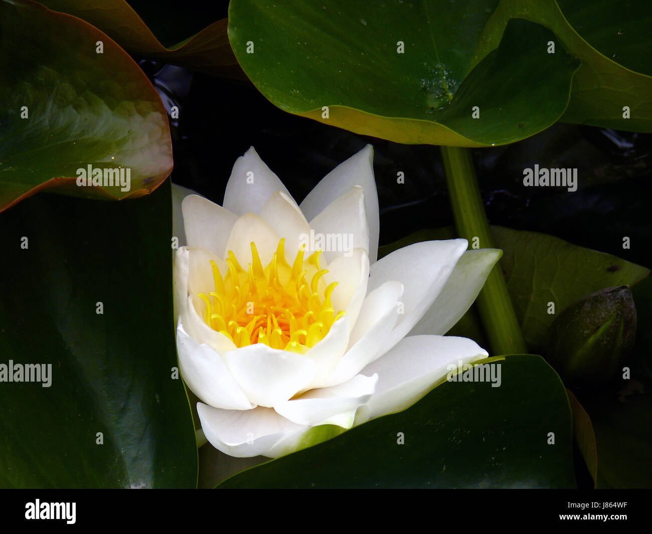plant flower rose bloom blossom flourish flourishing flowers water lily ...