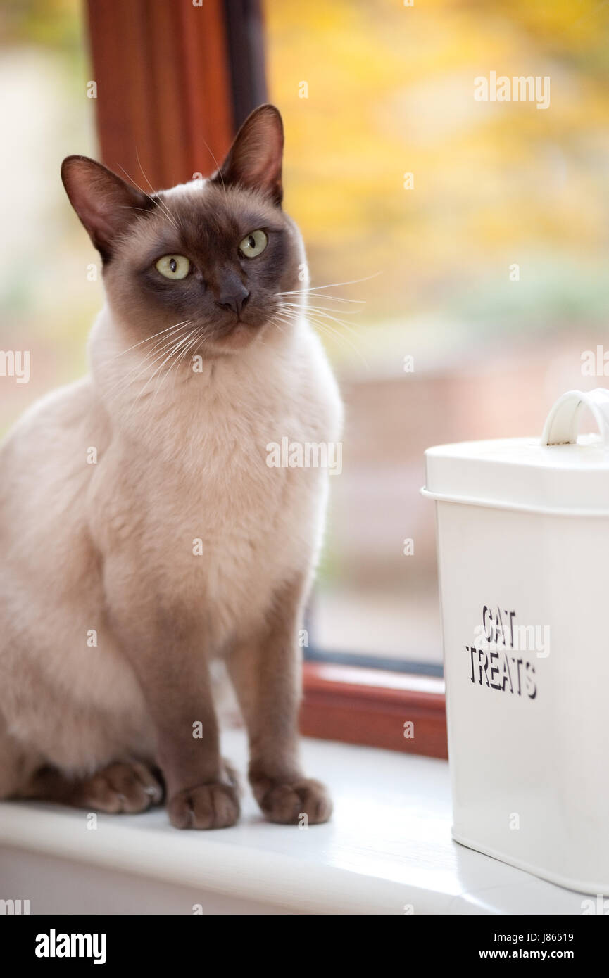 wait waiting animal pet mammal hunger animals pets cats mammals ...