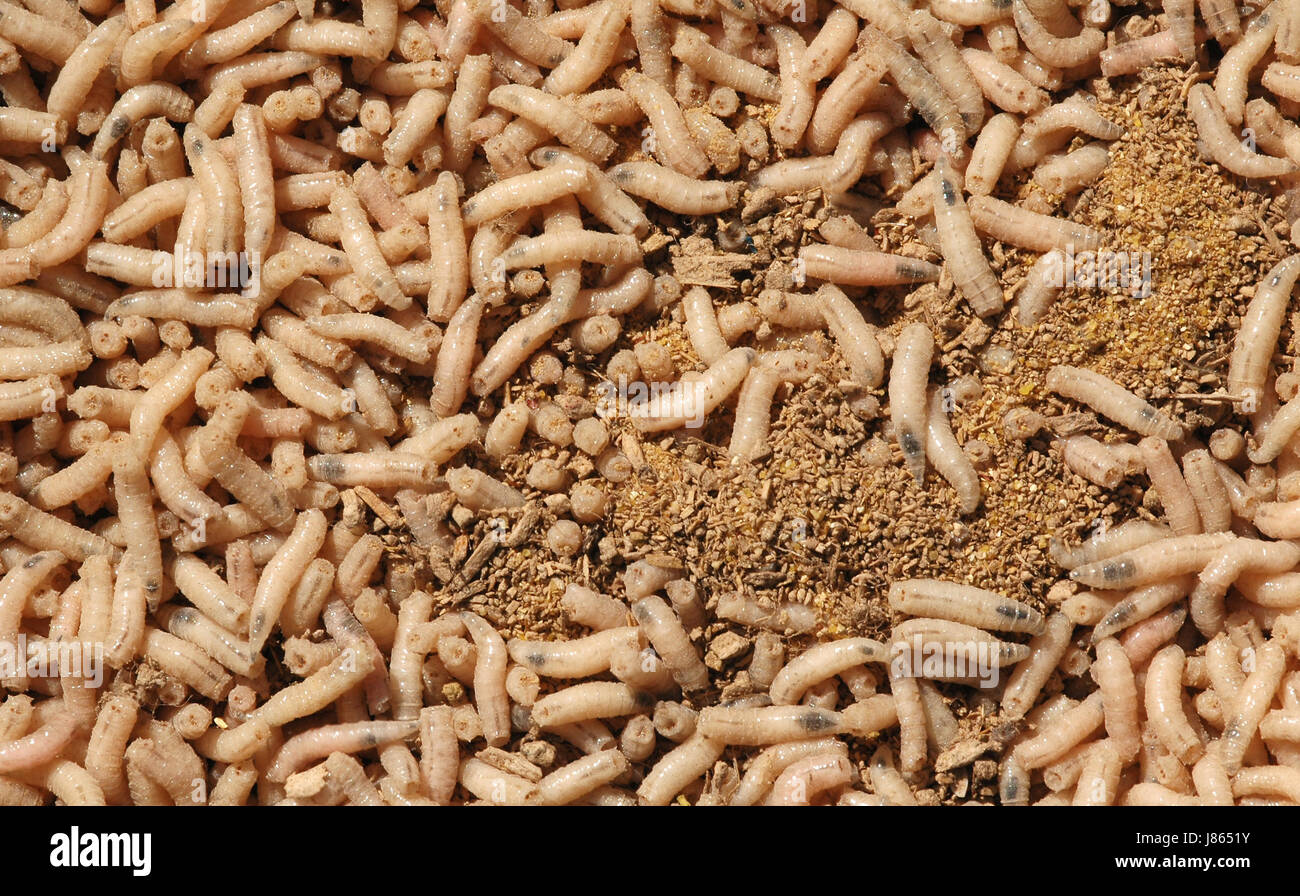 science animal insect insects animals fish fishing bait creepy food ...