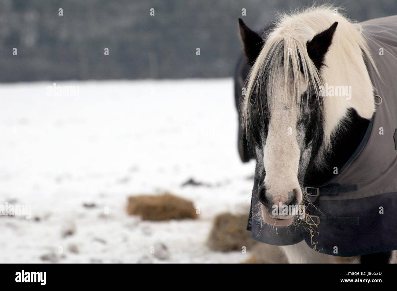 horse winter animal snow coke cocaine material drug anaesthetic ...