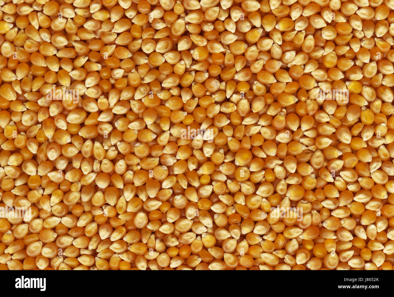 food aliment grain corn seed popcorn backdrop background texture cereal ...