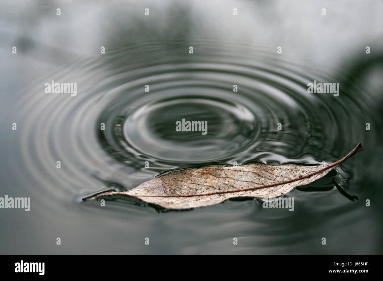 detail water drop waterdrop water drop drip drops seeping sopping drips ...