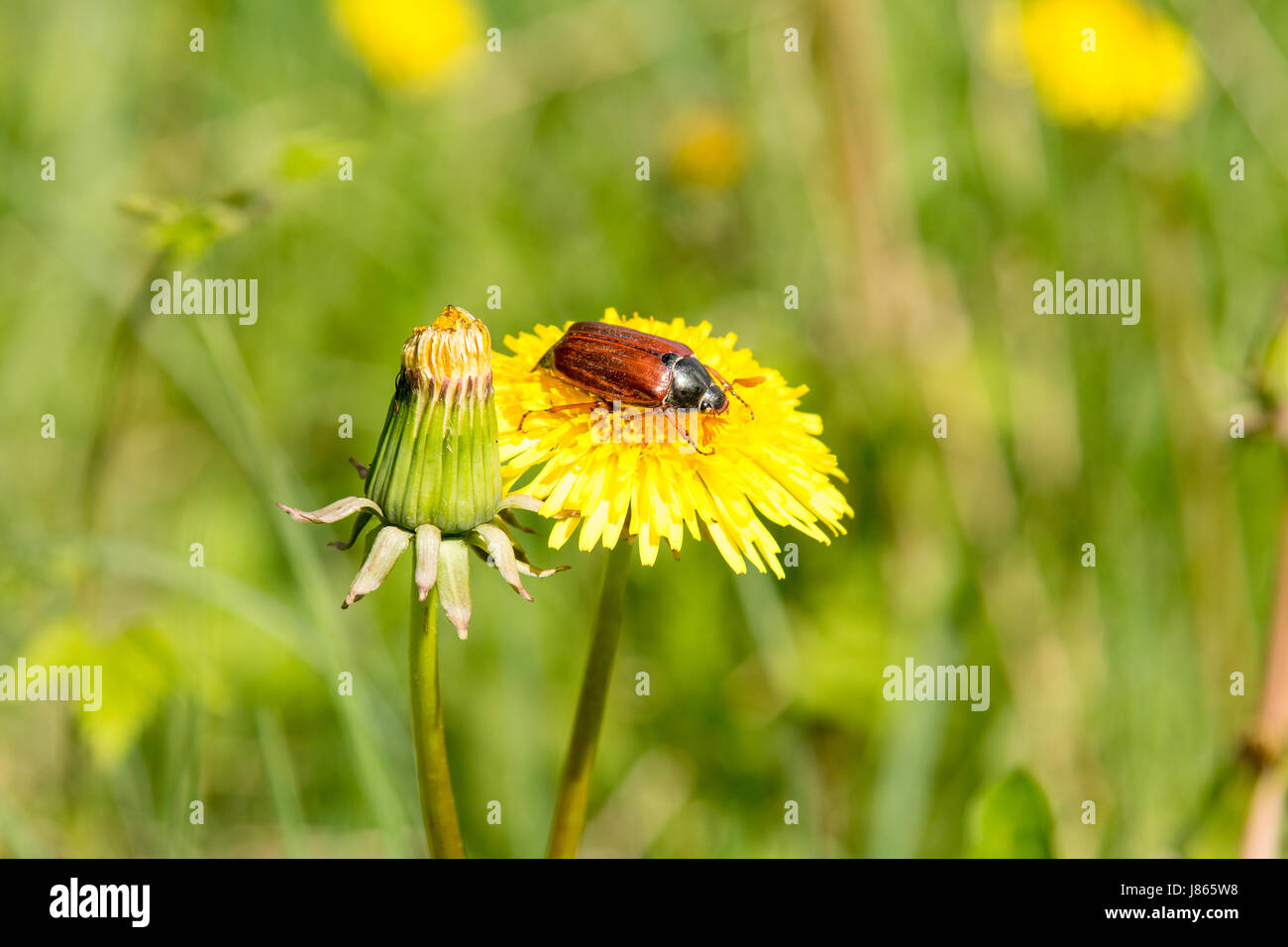 May-bug climbing on the yellow dandelion flower Stock Photo - Alamy