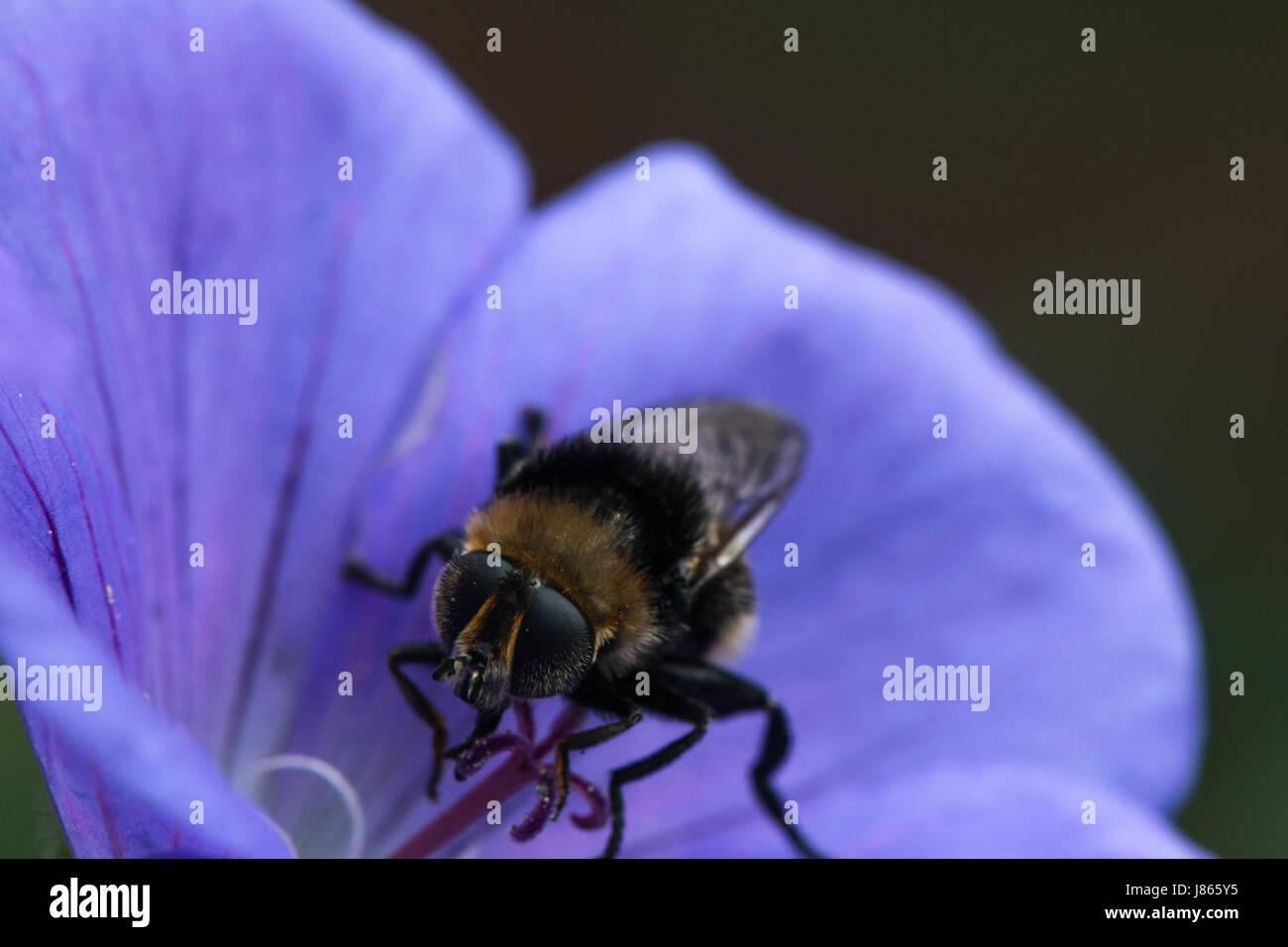Close-up of bumble bee on a purple Geranium flower in the garden in ...