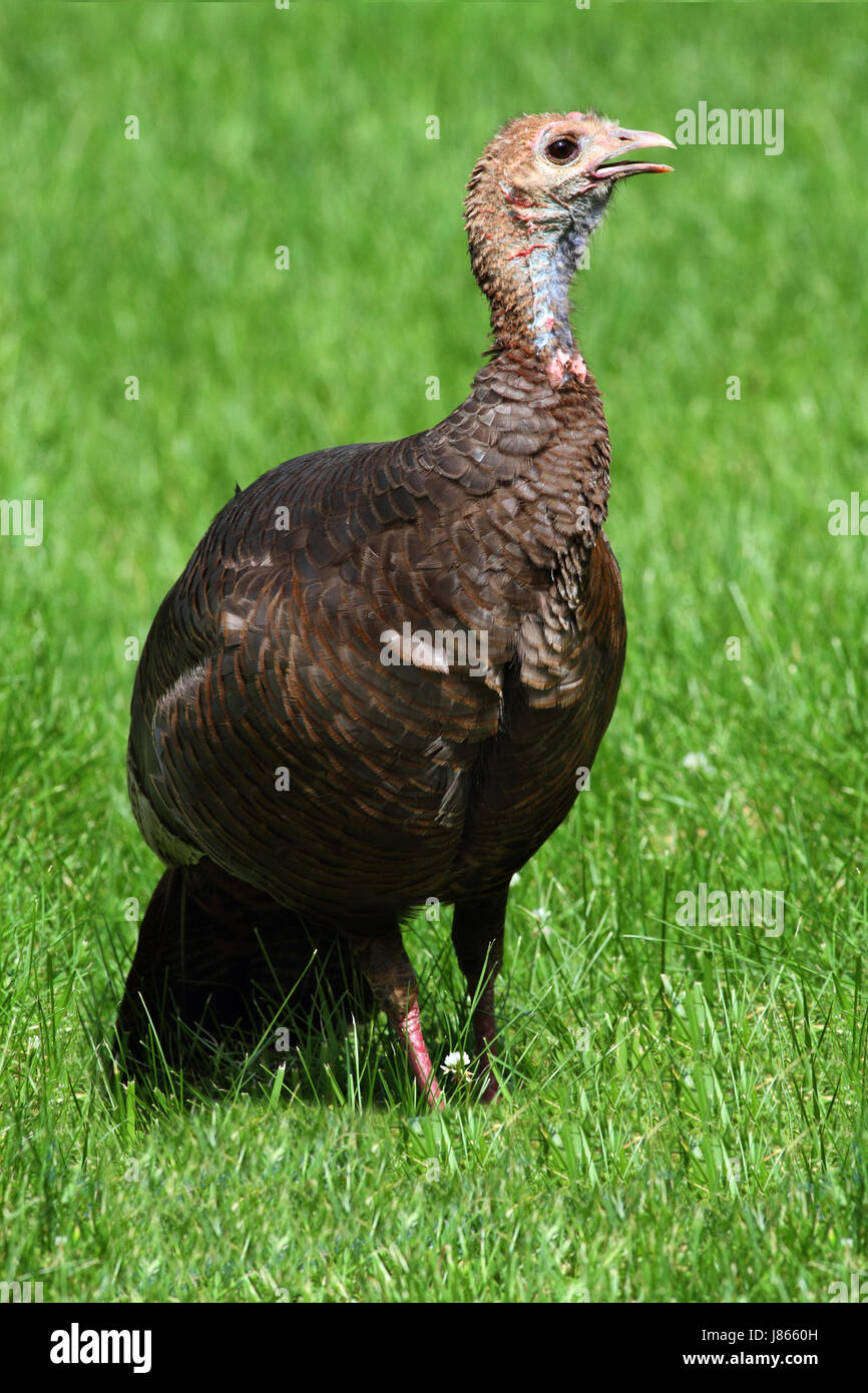 bird wild wing feathers turkey wildlife nature animal bird fauna wild ...