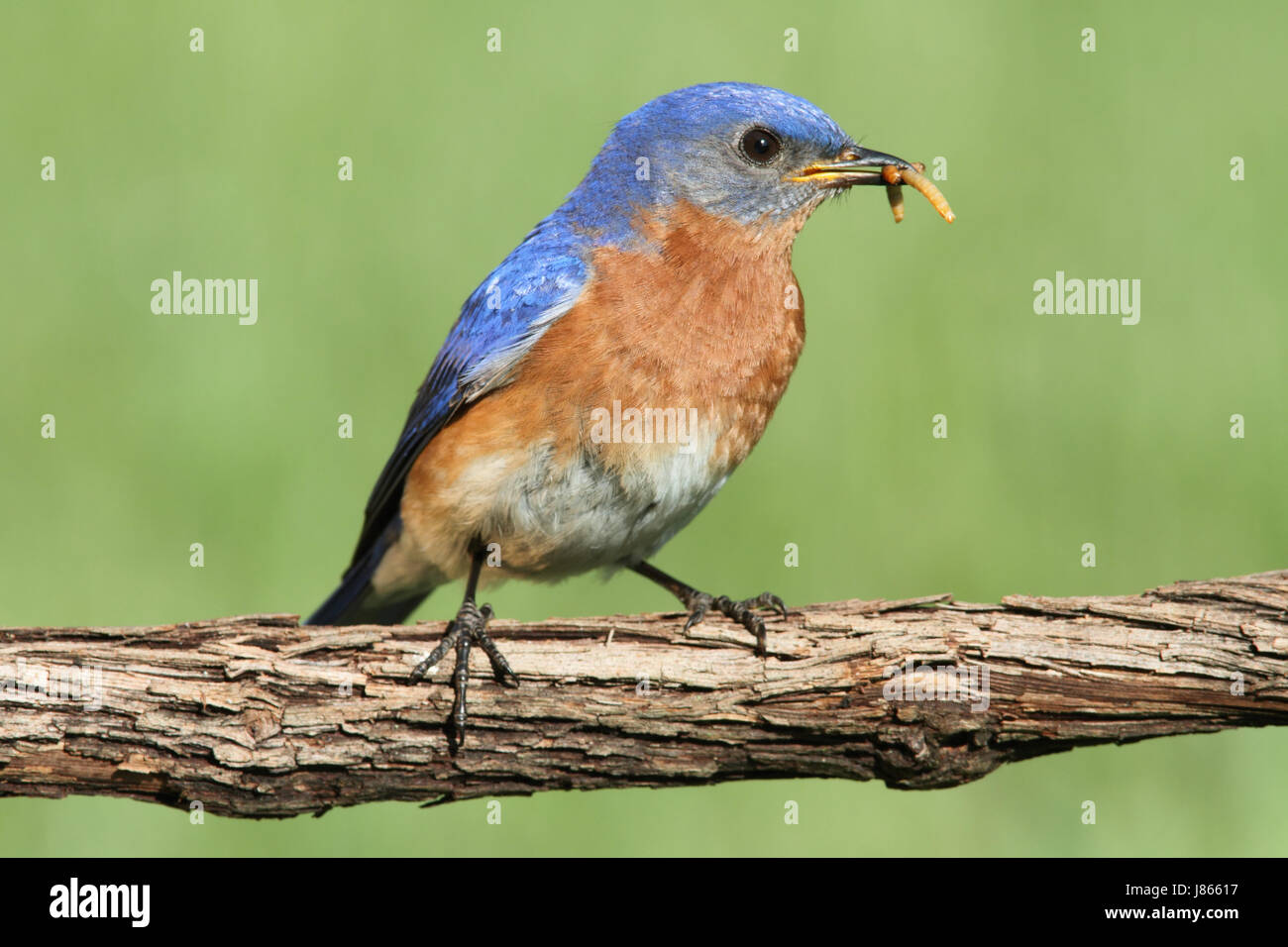 blue bird wild wildlife eastern nature blue animal insect bird fauna ...