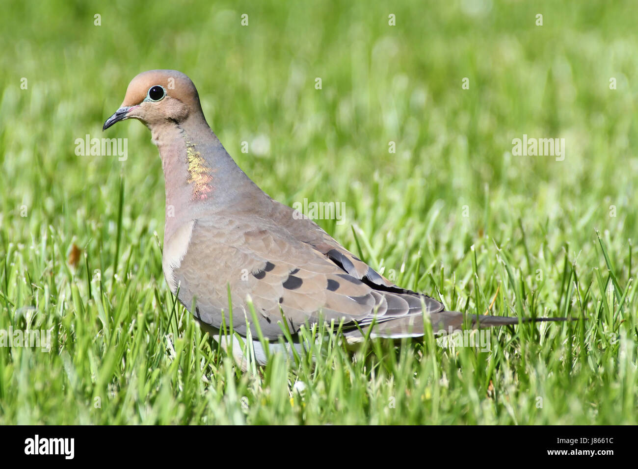 bird wild wildlife nature animal bird fauna wild birds wing mourning ...