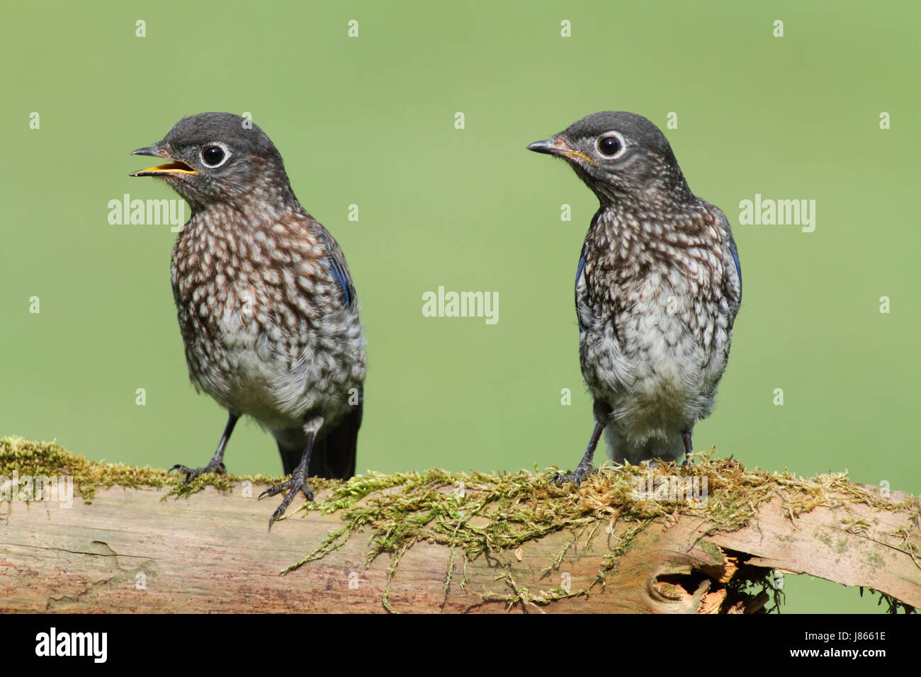 blue bird wild wildlife eastern nature bird fauna wild animals male ...