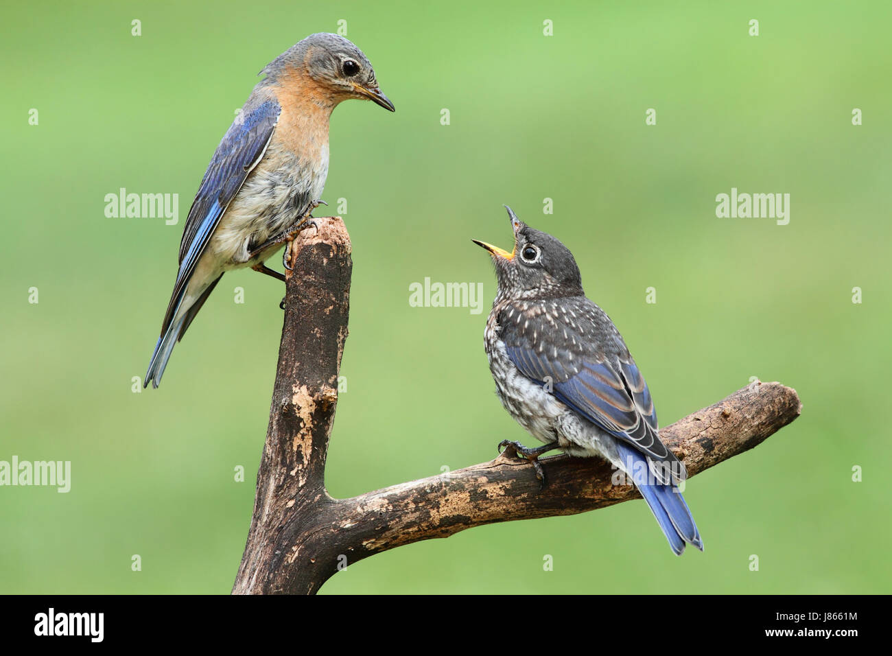 blue bird wild wildlife eastern nature female bird fauna wild animals ...