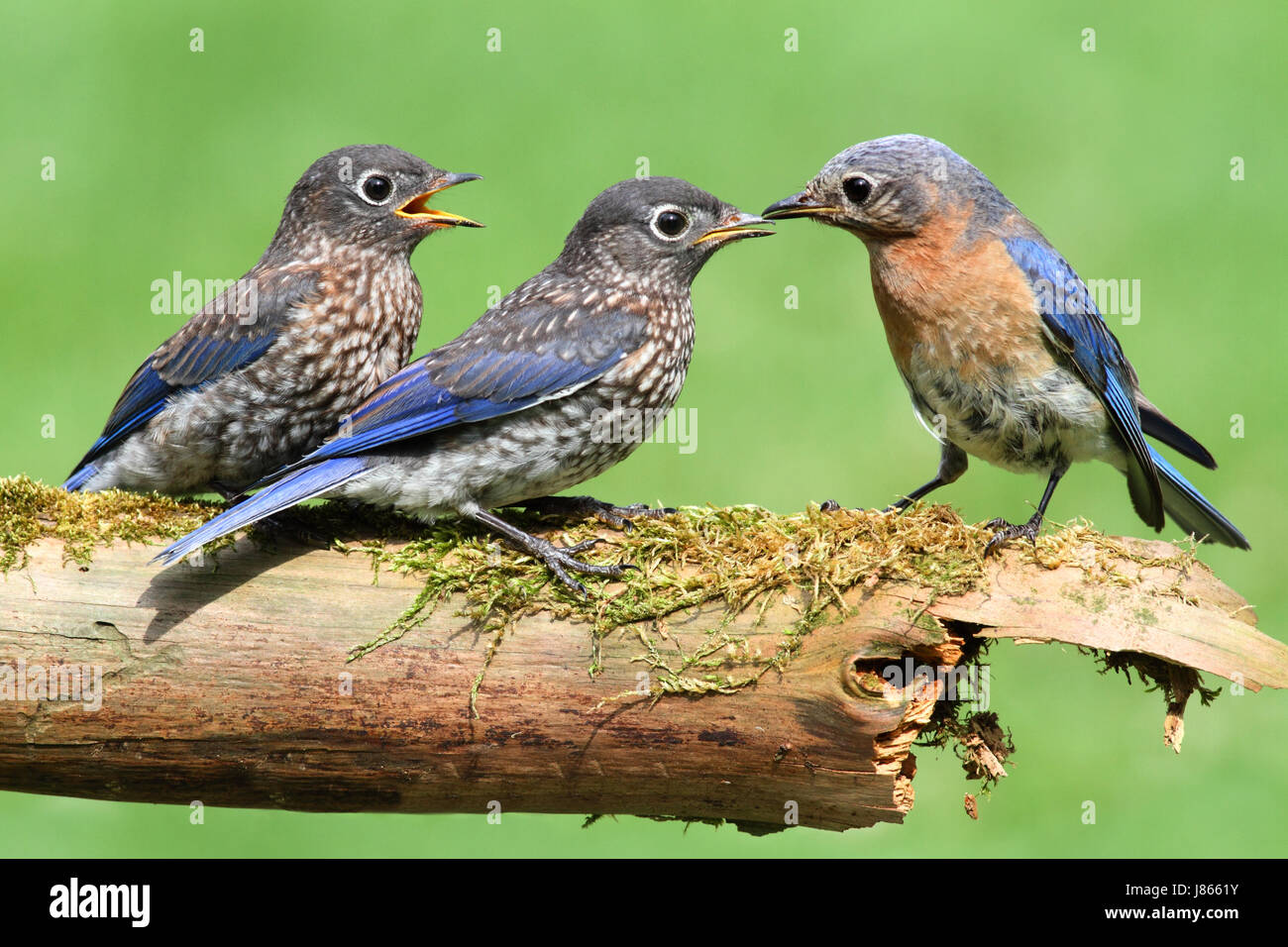 blue bird wild wildlife eastern nature female bird fauna wild animals ...