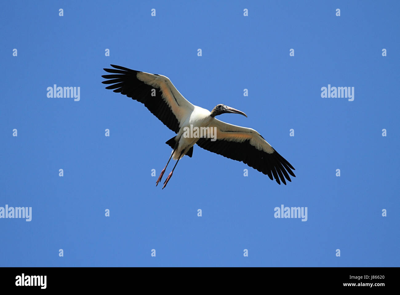 bird wild wing feathers stork wildlife nature animal bird fauna wild ...