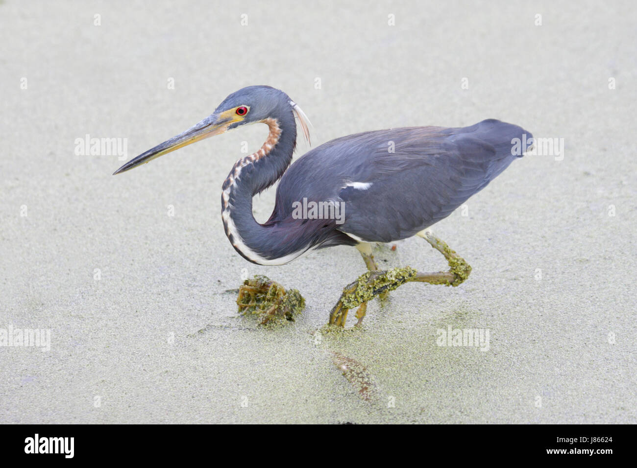 blue wild birds wildlife heron egret nature blue animal fauna wild ...