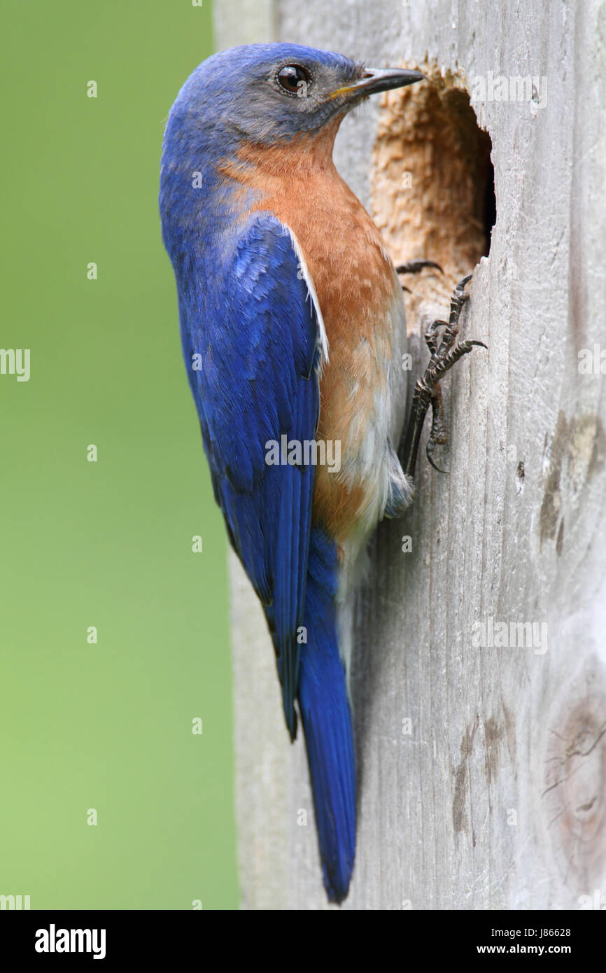 blue bird wild wildlife eastern nature blue animal bird fauna wild male ...