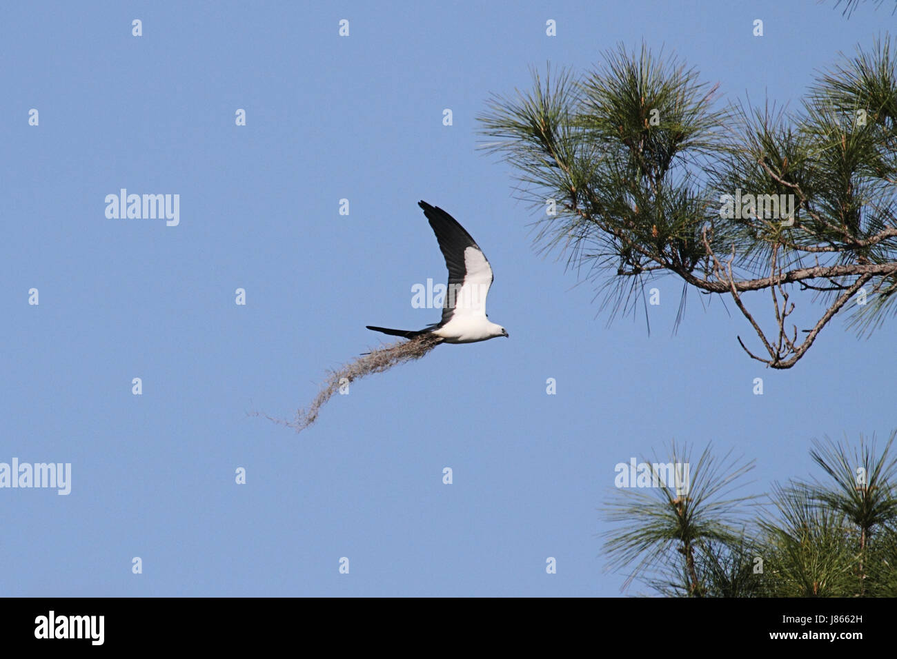 bird wild raptor birds of prey predator hawk kite kites nature blue ...