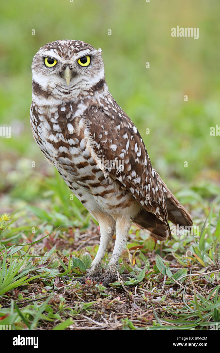 bird hunter raptor birds of prey wildlife predator owl burrowing nature ...