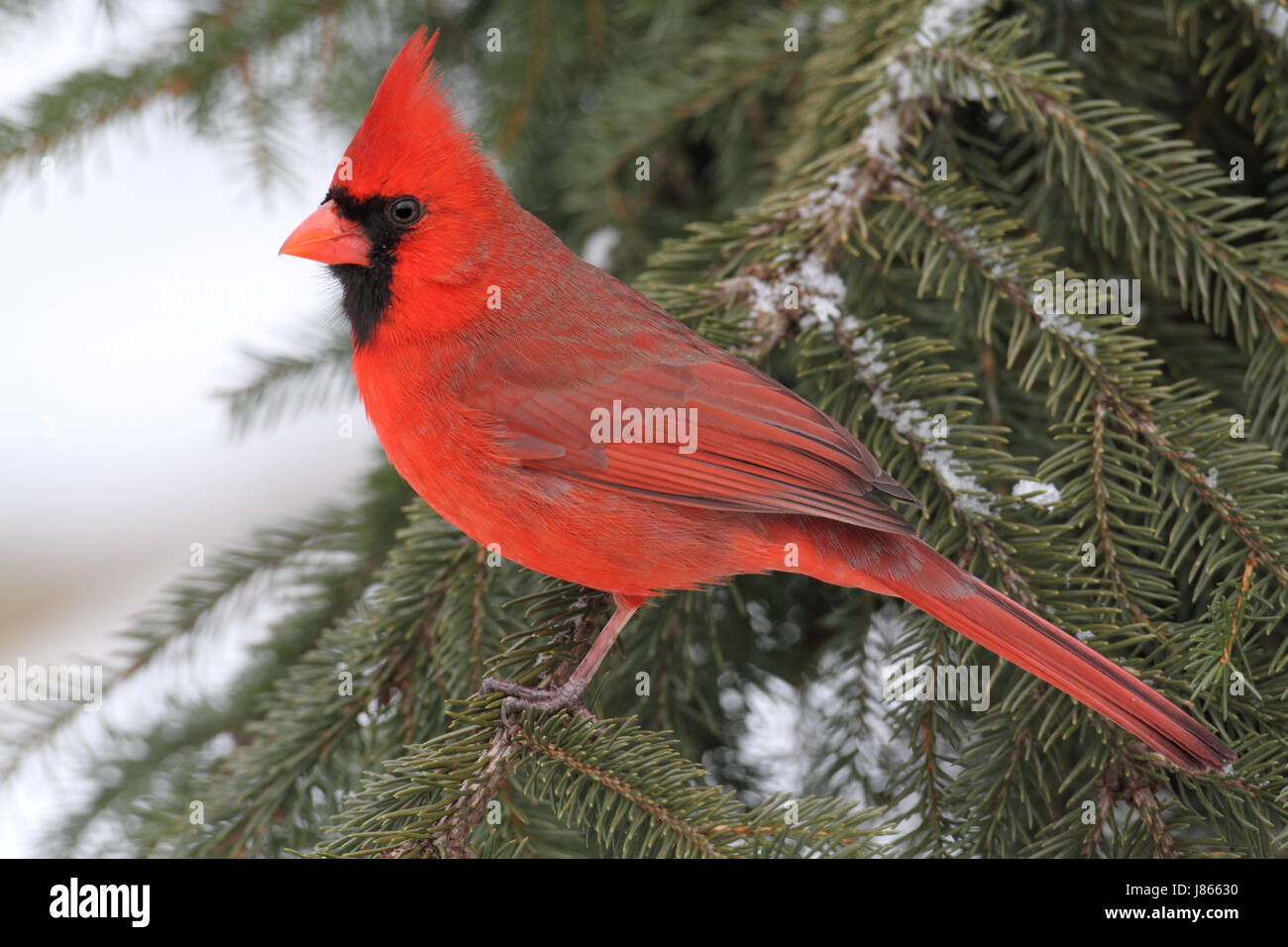 tree bird wild snow coke cocaine material drug anaesthetic addictive ...