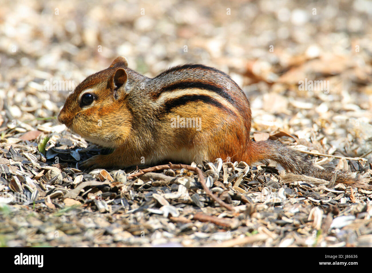 rodent fur tail squirrel nature stripes stripe profile animal mammal ...