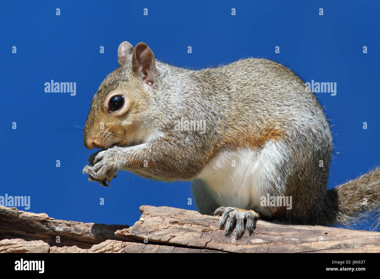 animal wild wildlife squirrel grey gray nature animal mammal wild ...