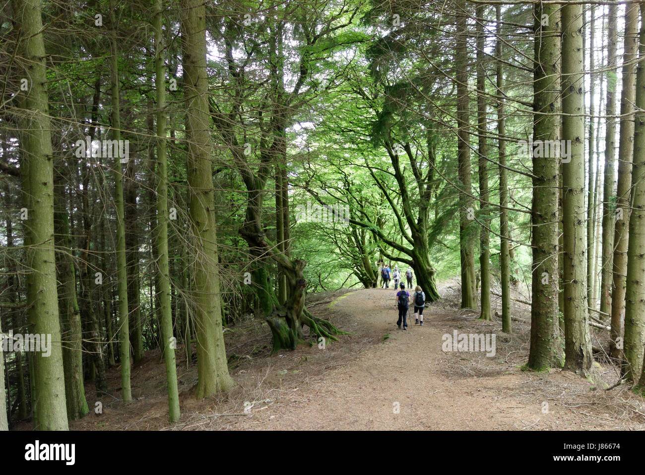 Woodland walks around the Callander Crags Stock Photo - Alamy
