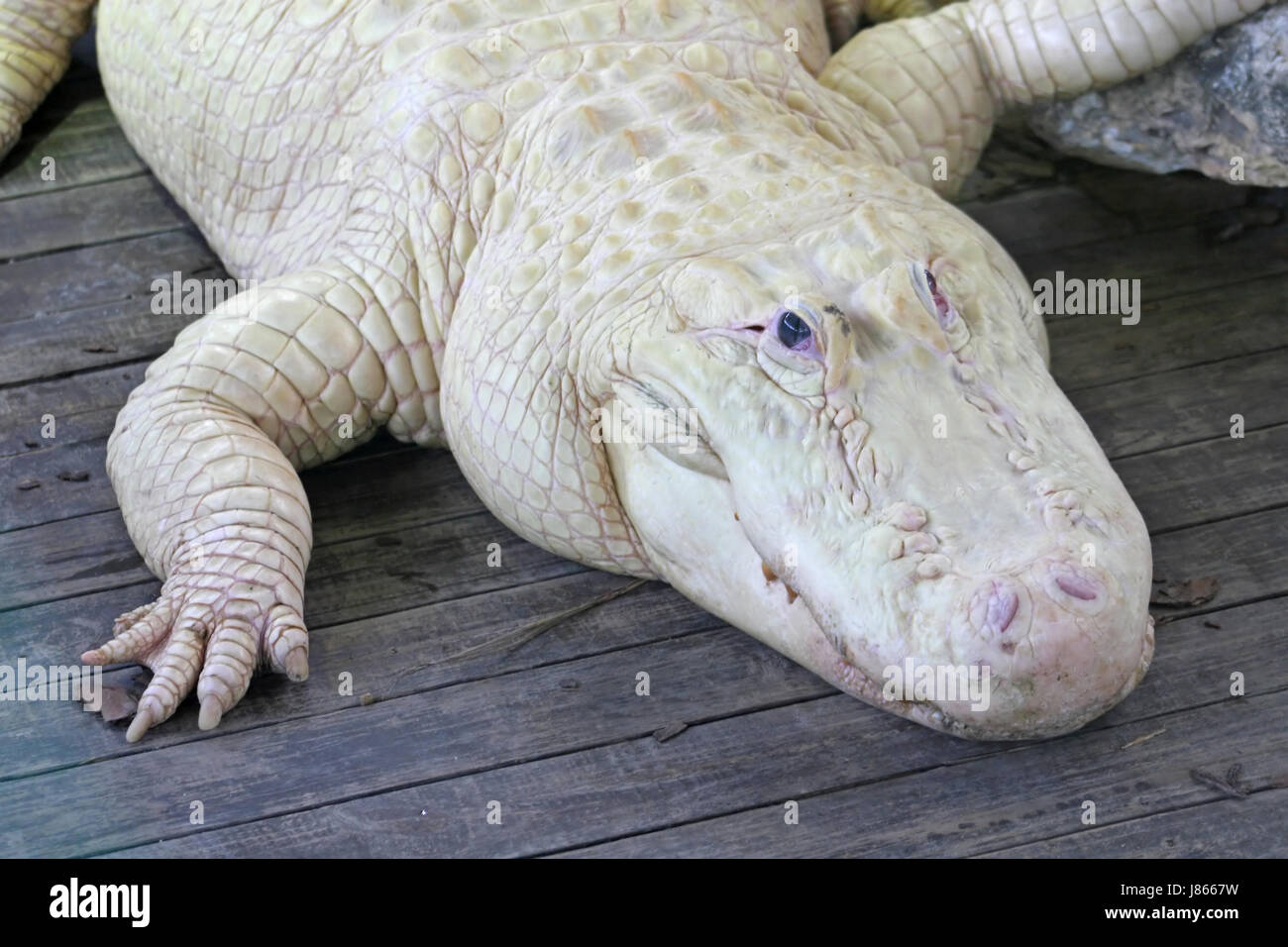 alligator danger laugh laughs laughing twit giggle smile smiling ...