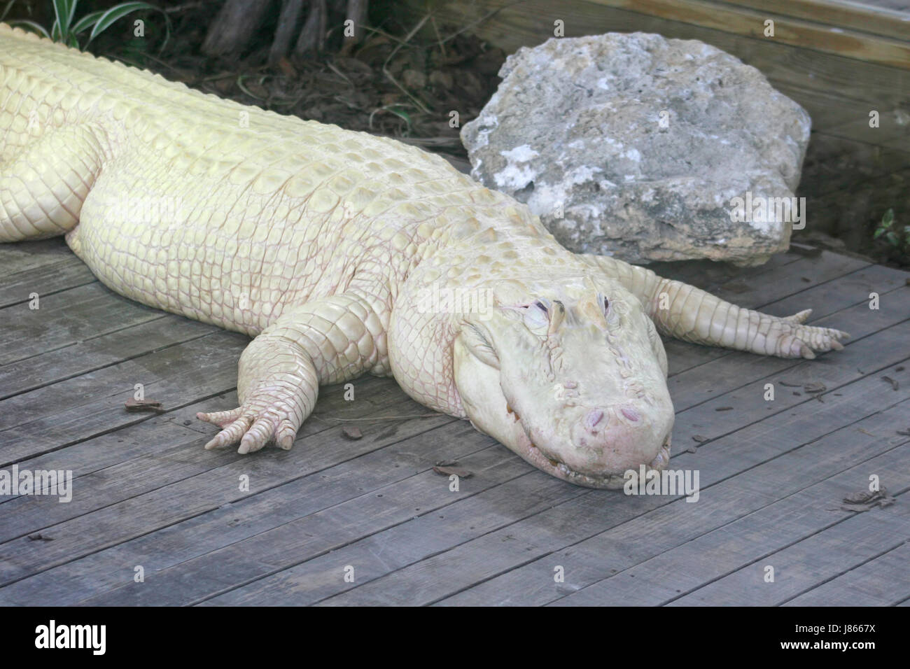 alligator danger laugh laughs laughing twit giggle smile smiling ...