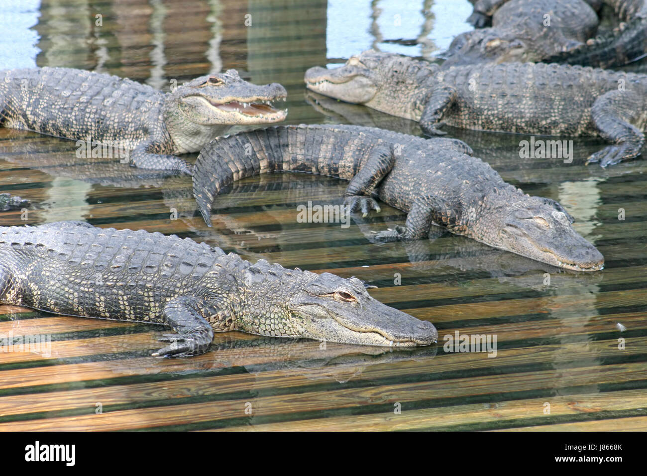 alligator danger laugh laughs laughing twit giggle smile smiling ...
