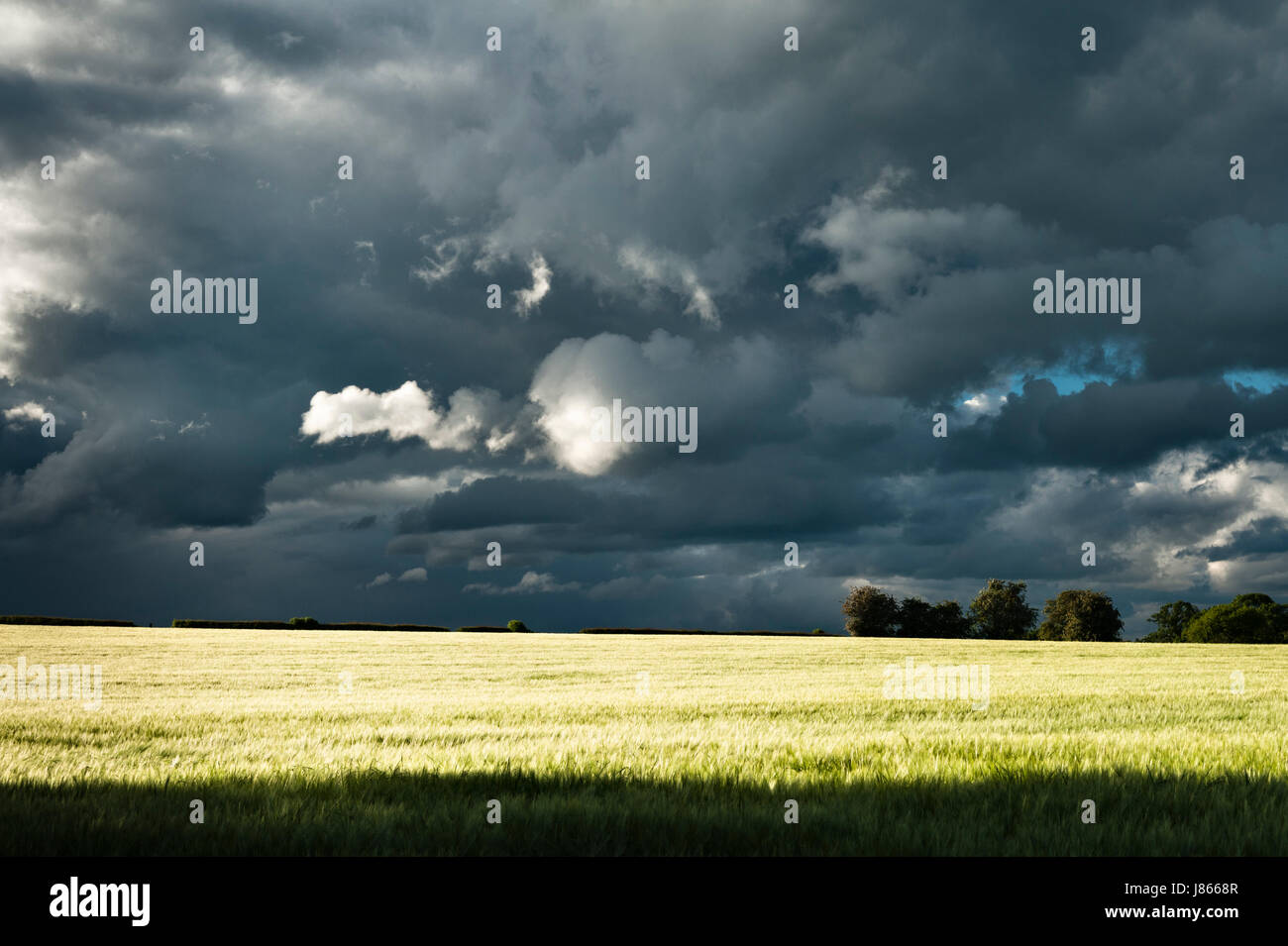 The sun shining on a field of young wheat with dramatic stormclouds ...
