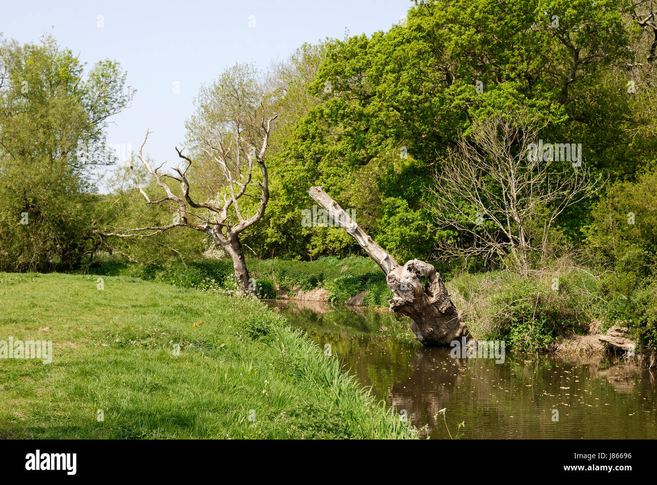 tree trunk reed bank dead river water plant environment enviroment ...