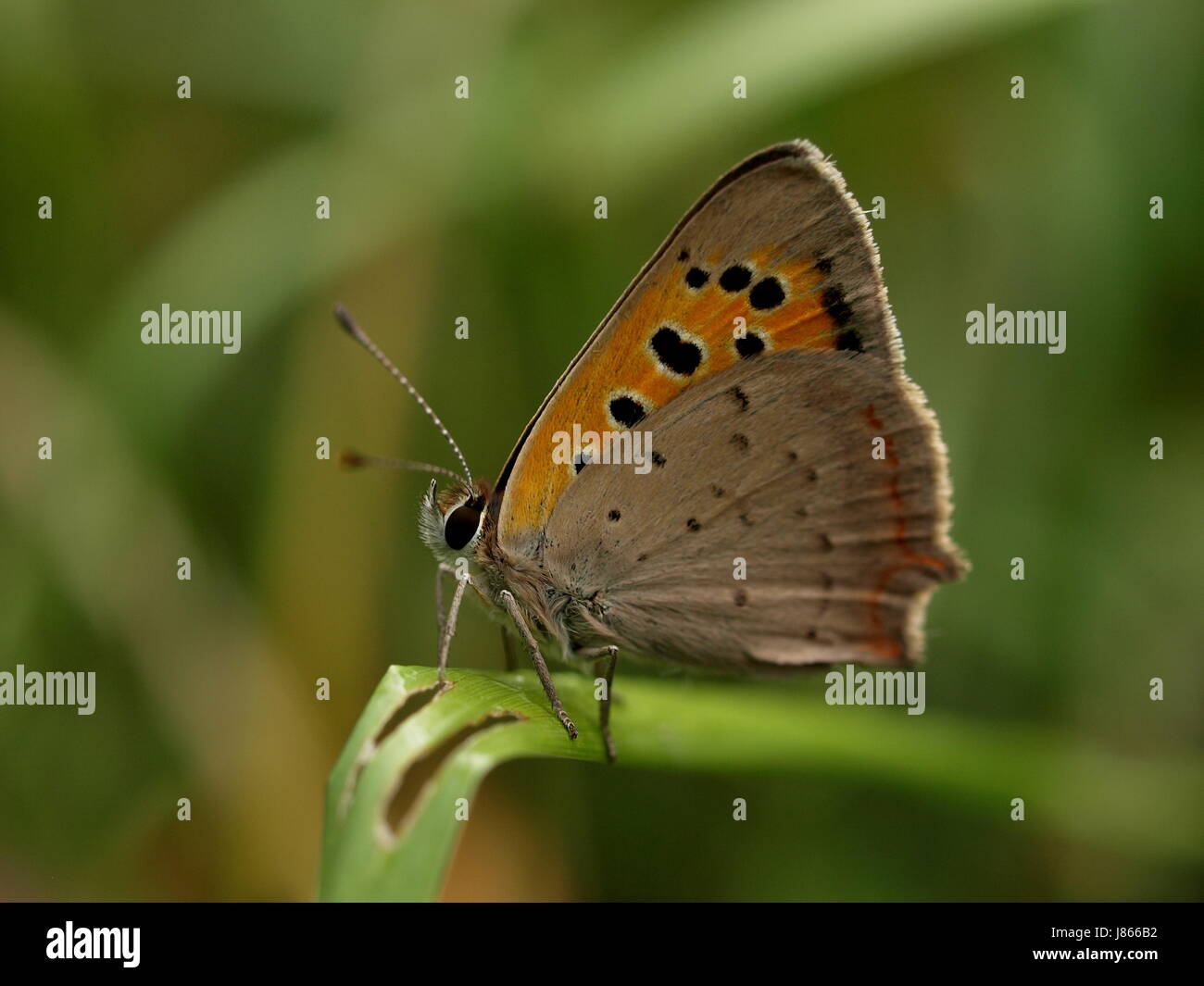 insect butterfly meadows insect insects butterfly meadows butterflies ...