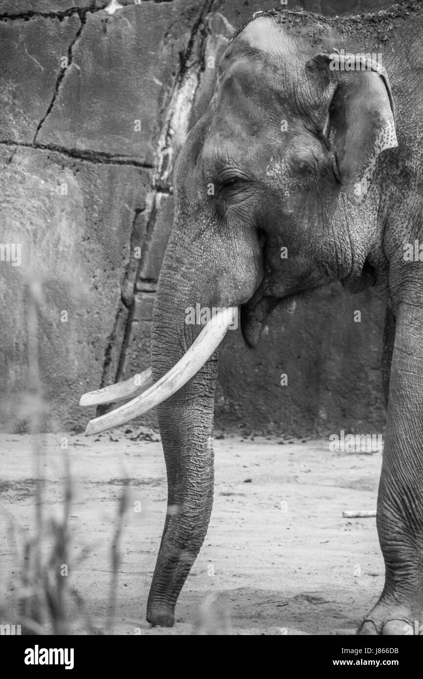 Bis male elephant leader of mob with two tusks black white Stock Photo ...
