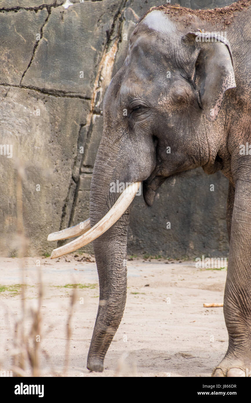 Bis male elephant leader of mob with two tusks Stock Photo - Alamy