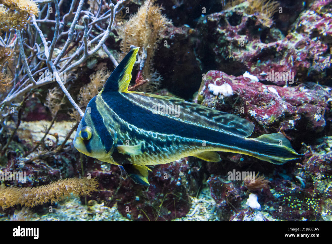 Black and yellow striped tropical wild jungle fish Stock Photo - Alamy