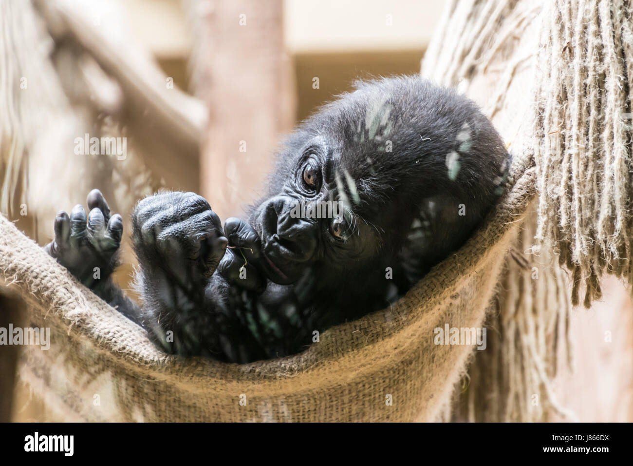 Monkey net hi-res stock photography and images - Alamy