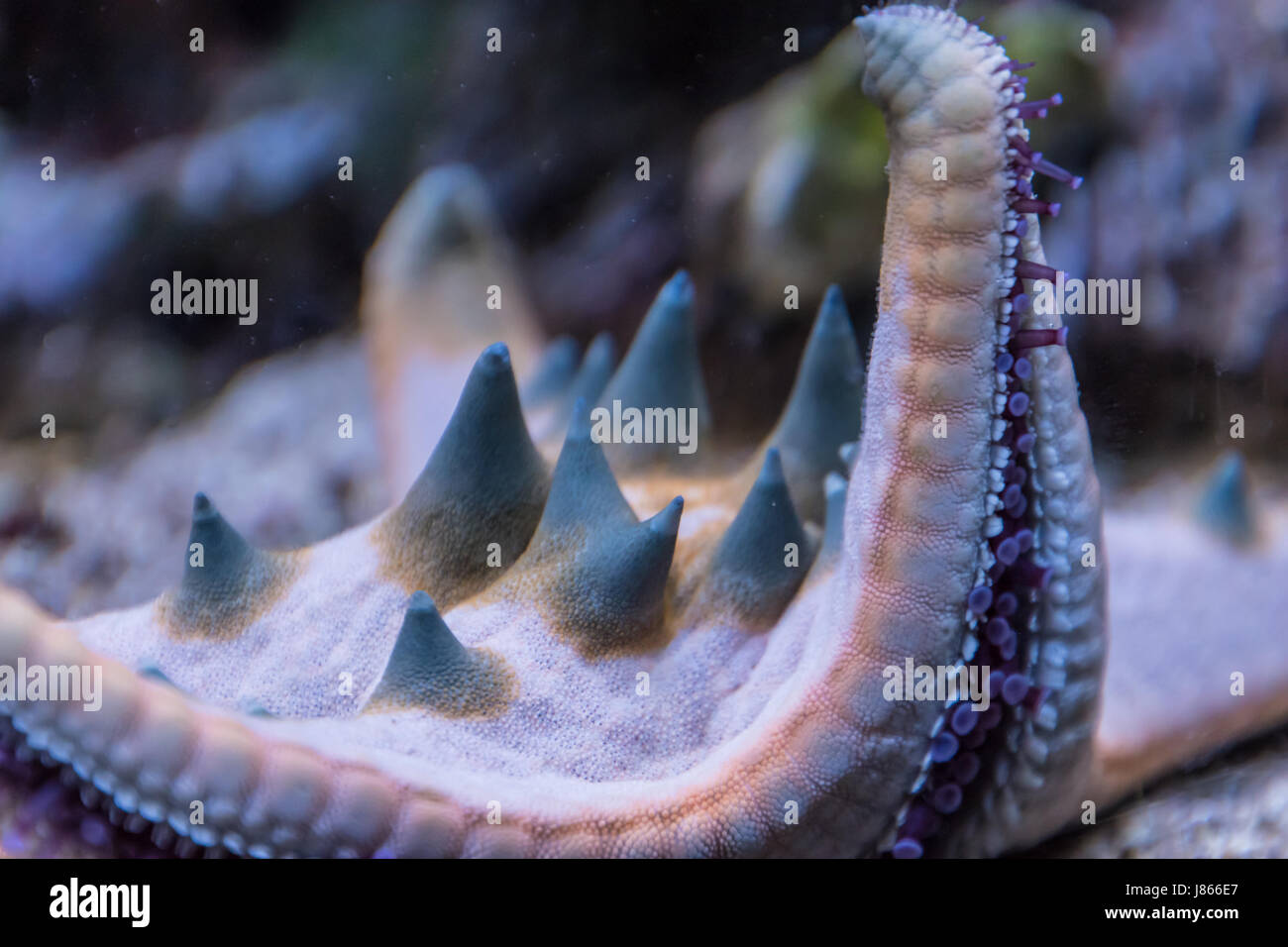 Blue tropical deep water starfish sea star spikes Stock Photo - Alamy