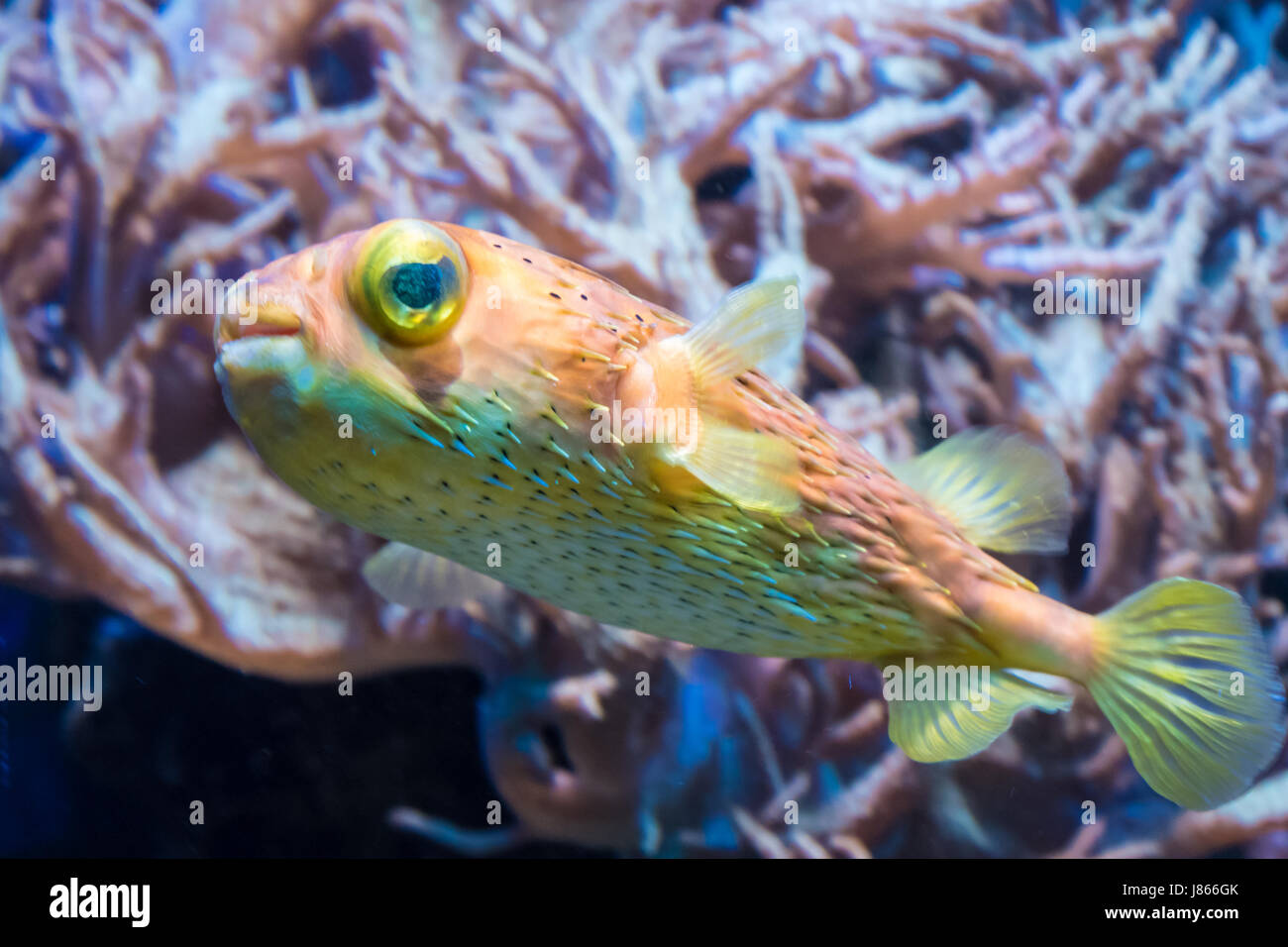 Colorful orange yellow green blowfish putterfish Stock Photo - Alamy