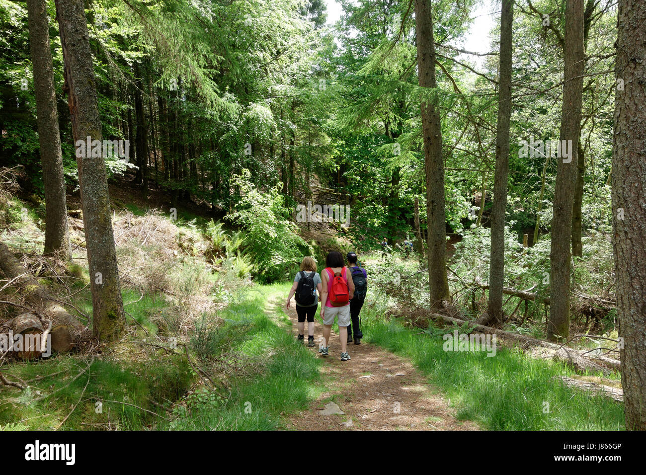 Woodland walks around the Callander Crags Stock Photo - Alamy