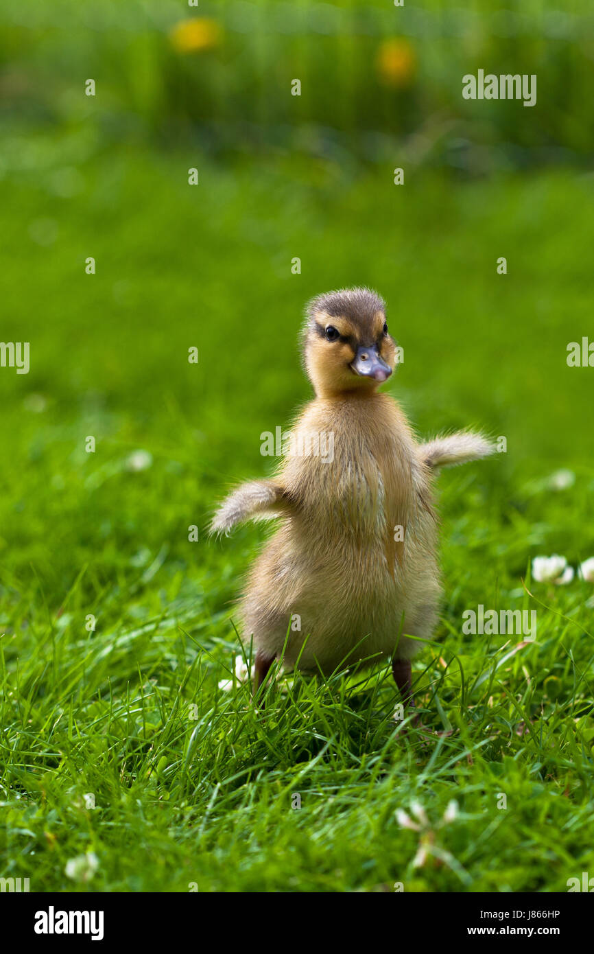 young ducks Stock Photo - Alamy