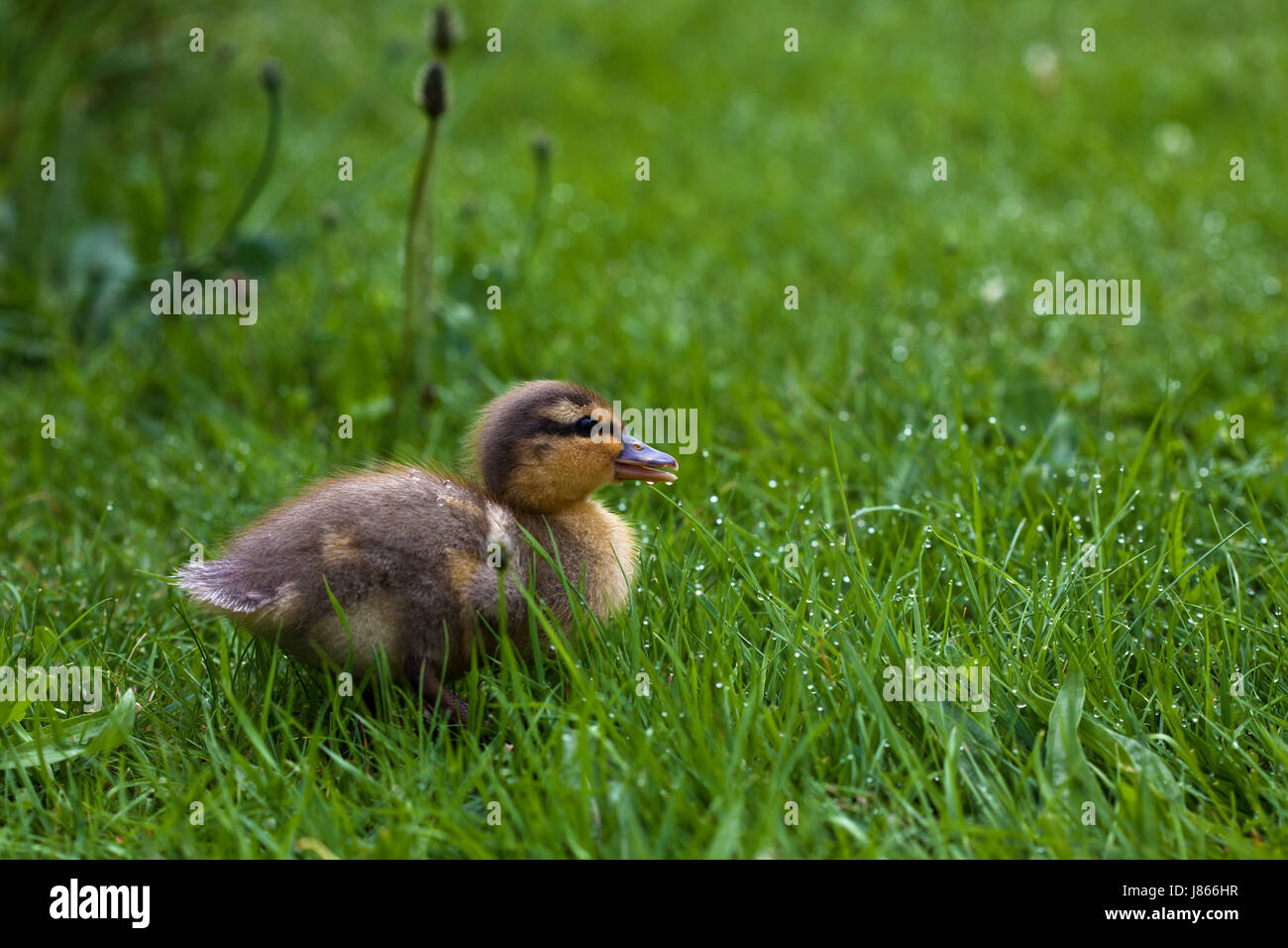 young ducks Stock Photo - Alamy