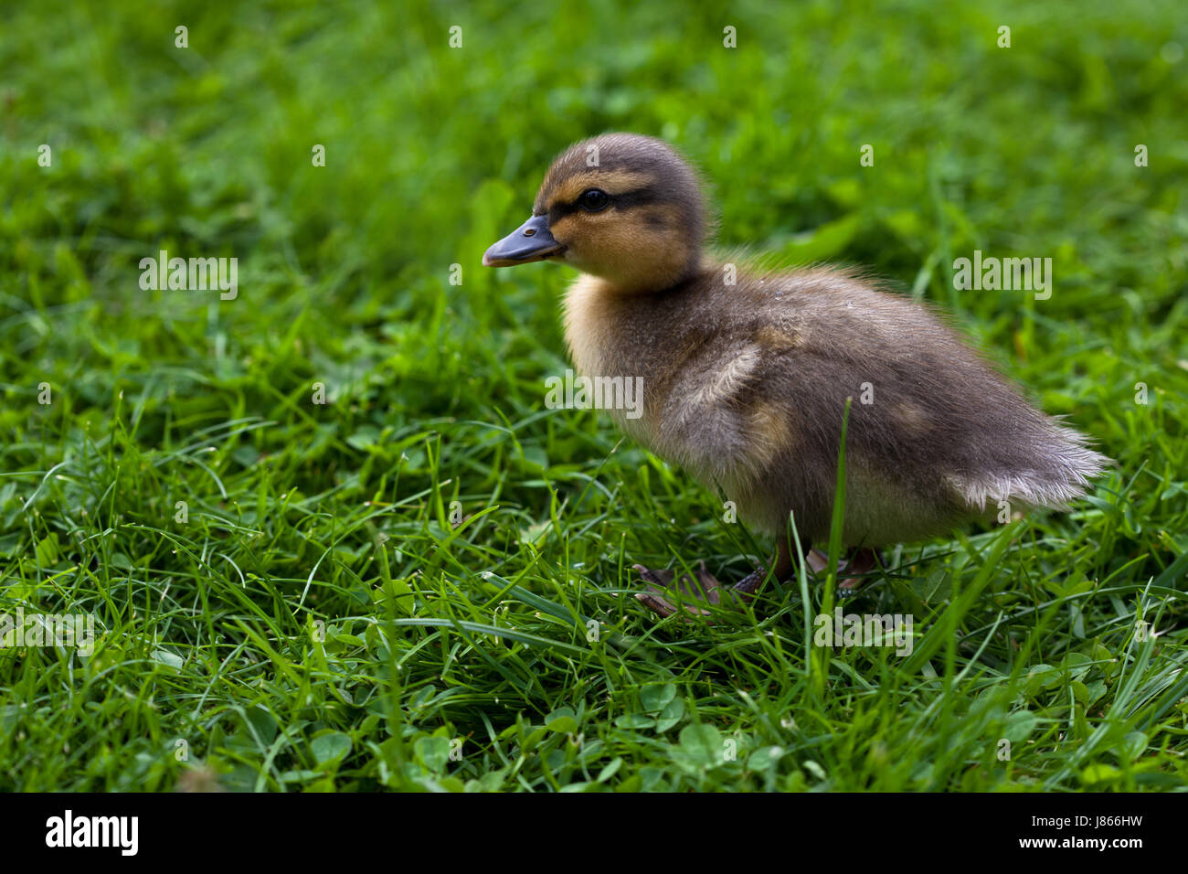 young ducks Stock Photo - Alamy