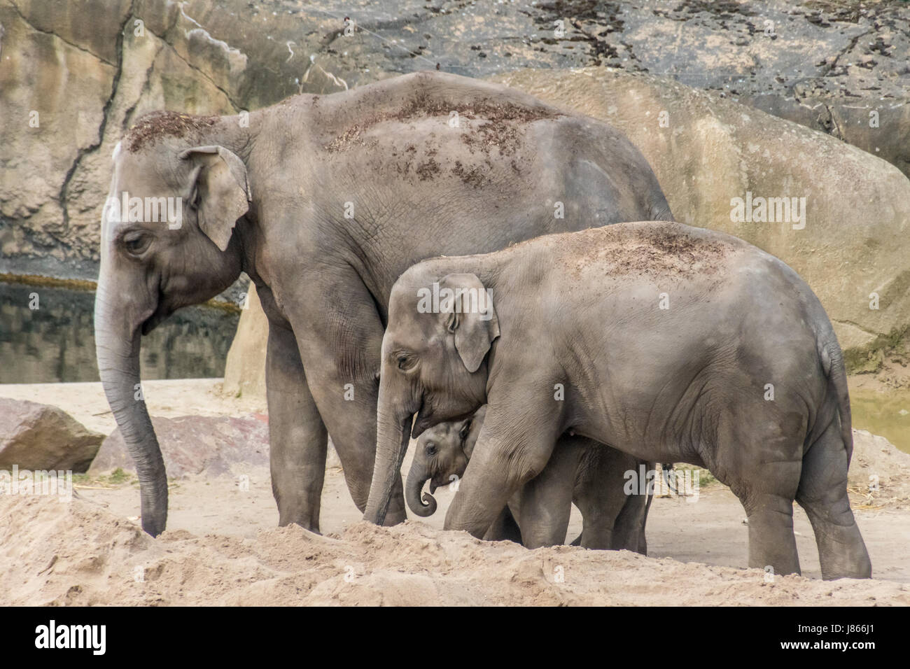 Elephant family of three grey trunk and thick skin Stock Photo - Alamy