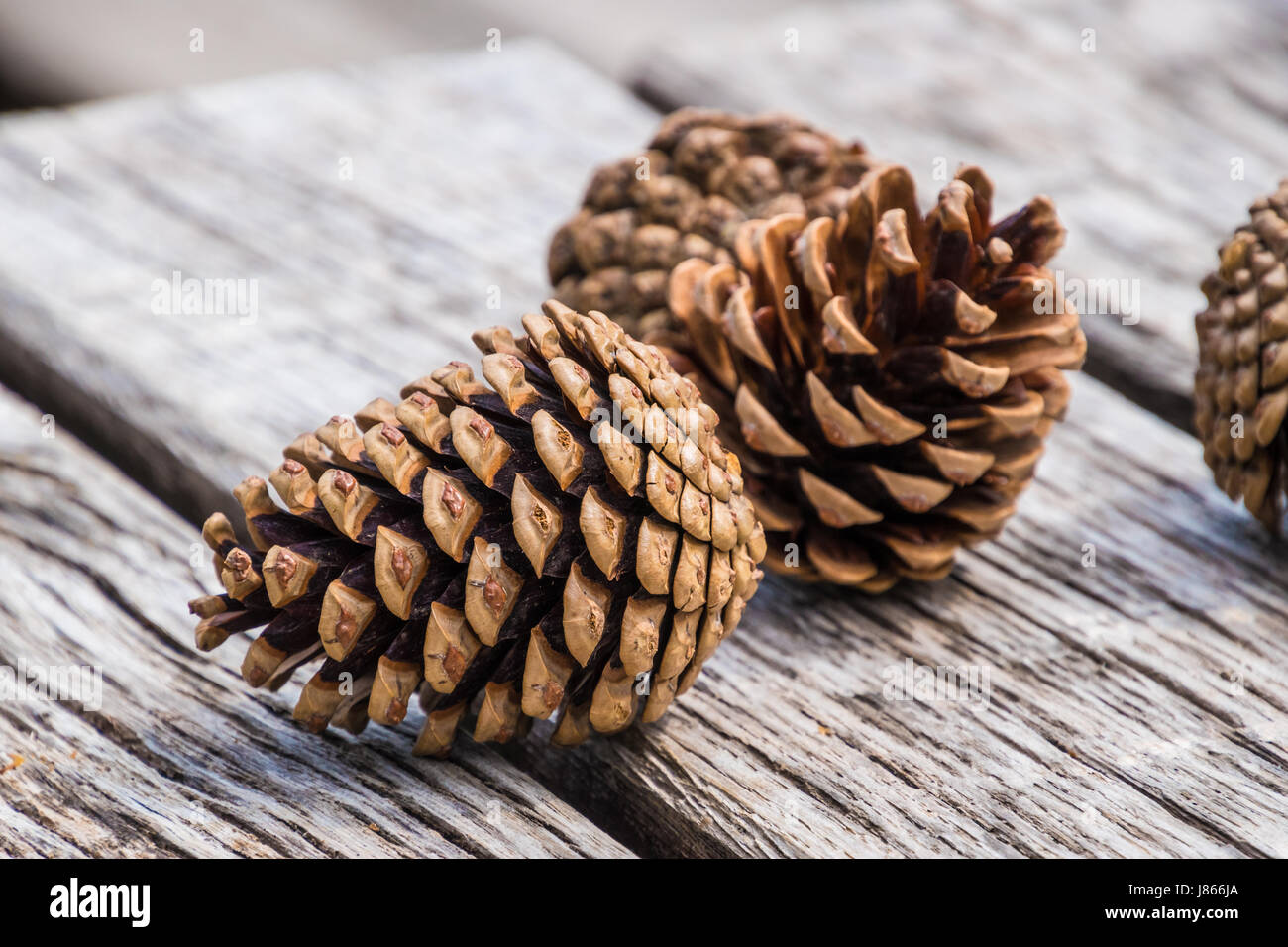 Fir pine cones lying on wood planks Stock Photo - Alamy