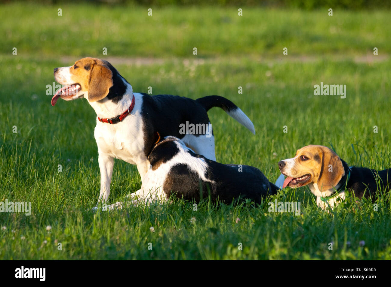 game tournament play playing plays played dog breed beagle young ...